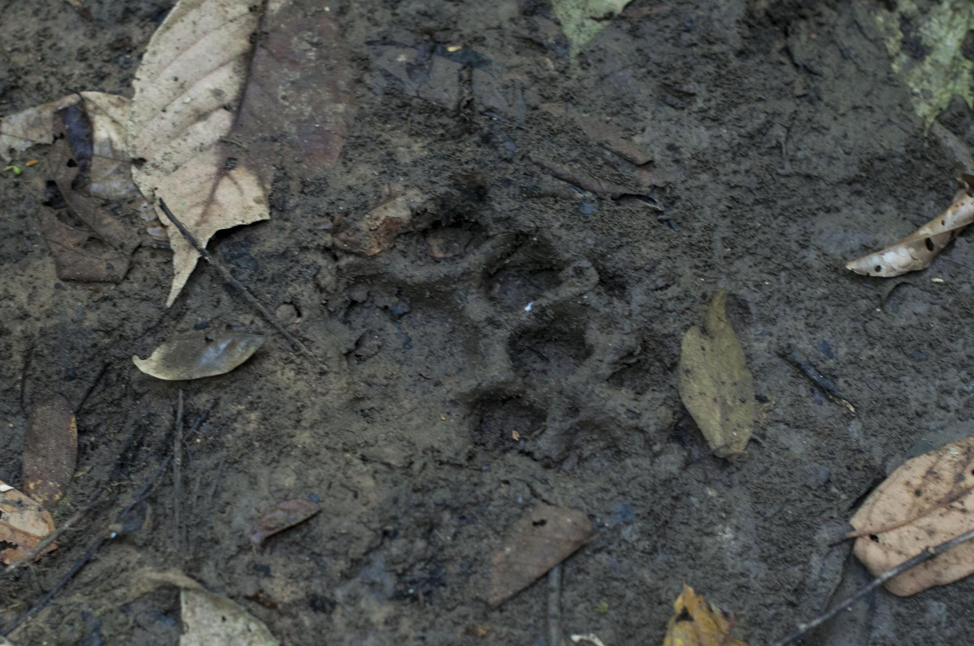 Malaysia. Taman Negara - That-Monday